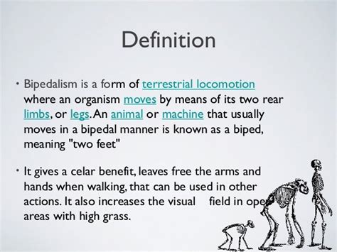 Bipedalism