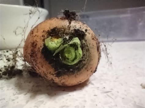 I Grew A Mutant Carrot With Two Tops Rgardening