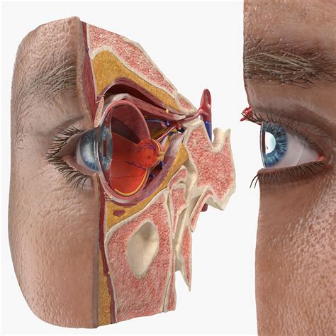 3d Model Eye Anatomy Cross Section 3d Molier International