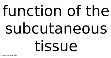 Function Of The Subcutaneous Tissue
