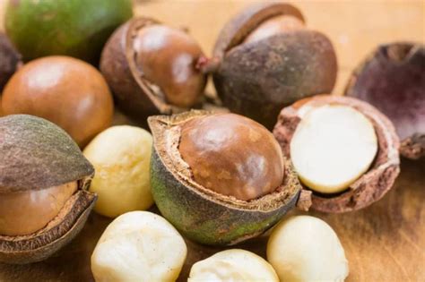 5 Types Of Macadamia Trees Are All Their Nuts Edible 🐝 Actionable