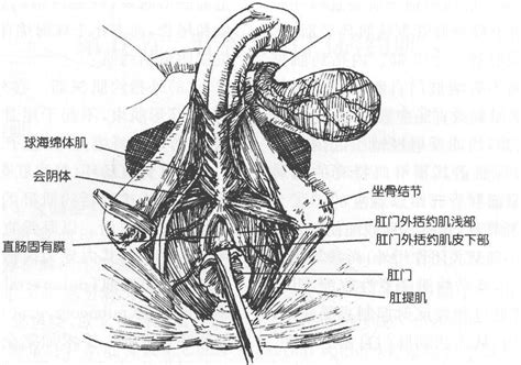 临床应用 钟世镇现代临床解剖学