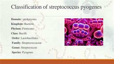 SOLUTION Streptococcus Pyogenes Assignment Studypool