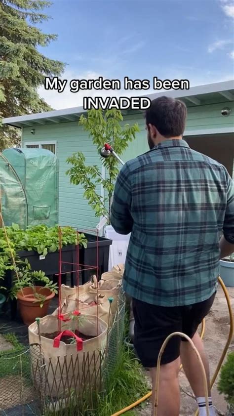 How To Get Rid Of Aphids Garden Pests Vegetable Garden Diy Home Vegetable Garden