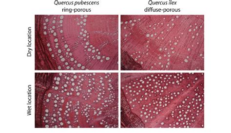 1 Exemplary Transverse Sections Of Ring Porous Quercus Pubescens Left
