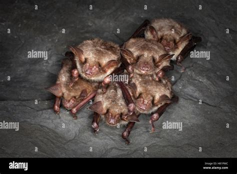 Greater Mouse Eared Bat Myotis Myotis Group Hibernating In Cave