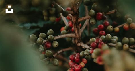 녹색 잎에 빨간 둥근 과일 사진 Unsplash의 무료 커피 이미지