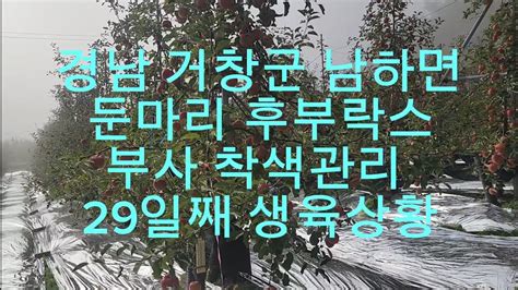 경남거창군남하면둔마리후부락스부사착색관29일째생육상황 241103일경남거창남하둔마후부락스부사 효과비교실험 손범규농합농법