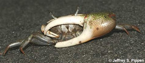 Fiddler Crab Uca Sp