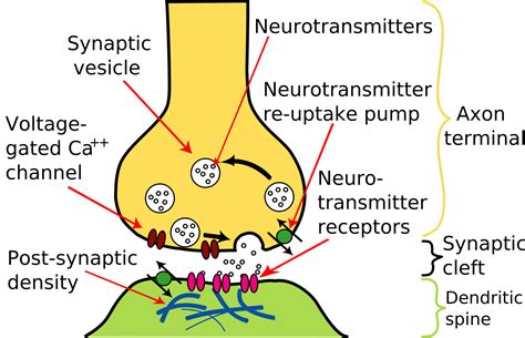 Difference Between Hormones And Neurotransmitters Difference Between Hormones Vs
