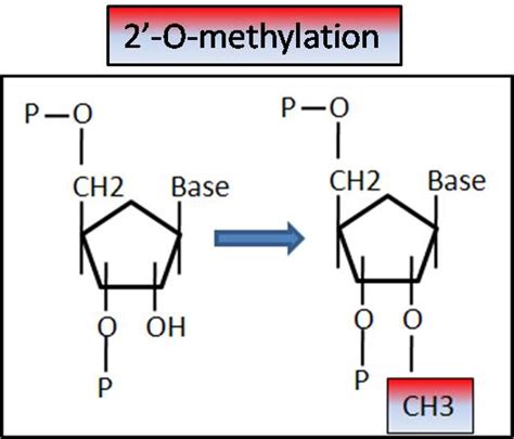 Small Nucleolar Rna Mcmanus Lab