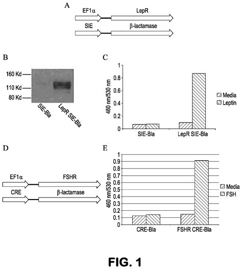Methods And Compositions Related To Functional Polypeptides Embedded In