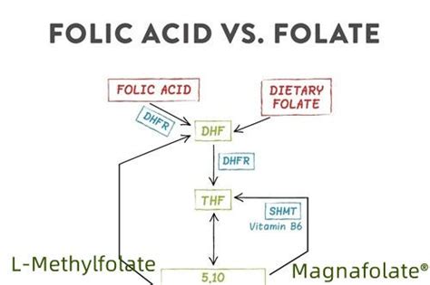 Summary Of Folate And L Methylfolate Magnafolate Medium