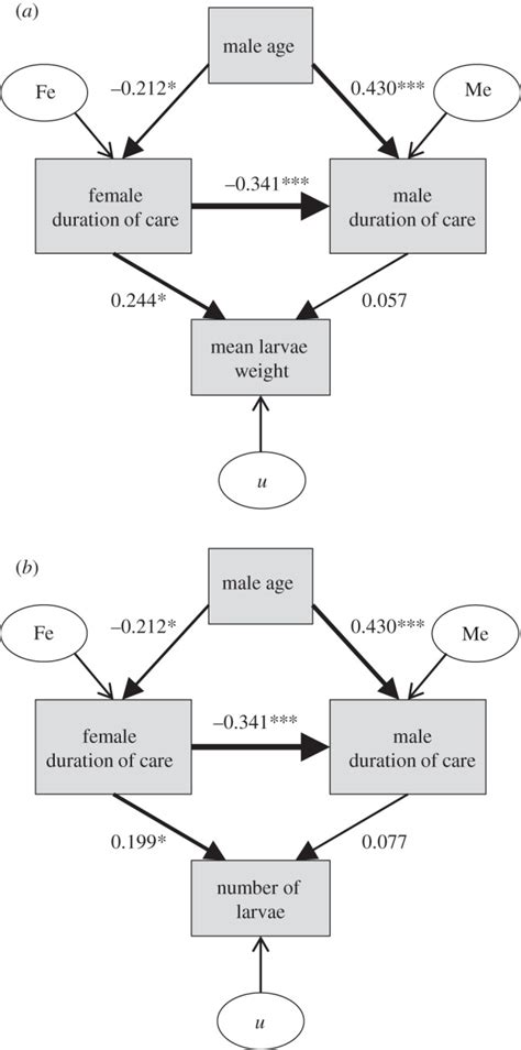 Path Analysis Showing Direct And Indirect Effects Of Male Age On Male Download Scientific