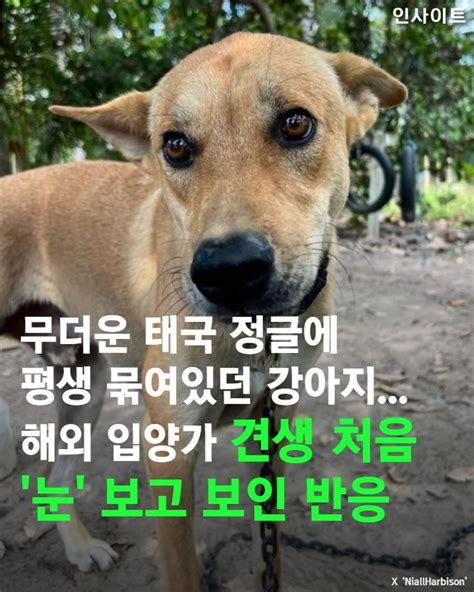 인사이트 펫 무더운 태국 정글에 평생 묶여있던 강아지 해외 입양가 견생 처음 눈 보고 보인 반응 유기견 눈밭 해피독고 영국 구조 강아지입양