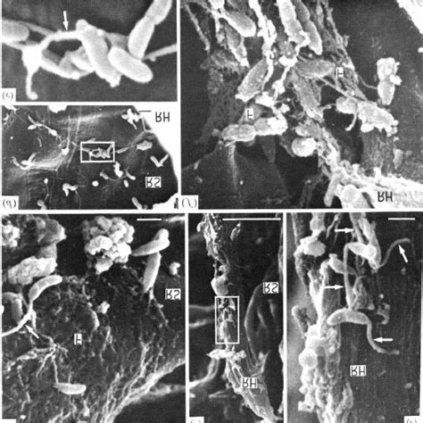 Scanning Electron Micrographs Sems Of Tomato Root Colonization By A Download Scientific