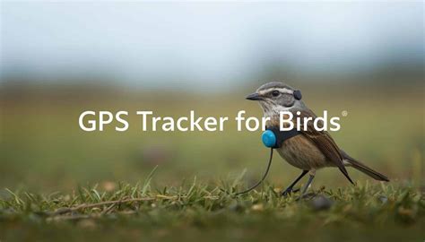 Gps Tracker For Birds Safe Rfid Rings And Harnesses
