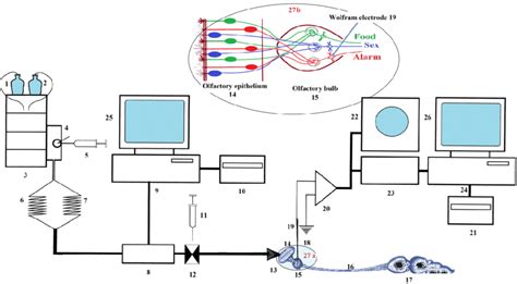 A Schematic Drawing Of The Experimental Set Up Of The Hplc Equipped