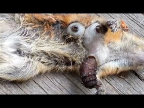 Removing A Gigantic Cuterebra Larvae Inside A Small Kitten Part 416