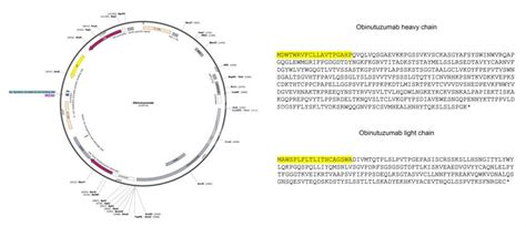 Obinutuzumab Biosimilar Antibody Bicell Scientific®