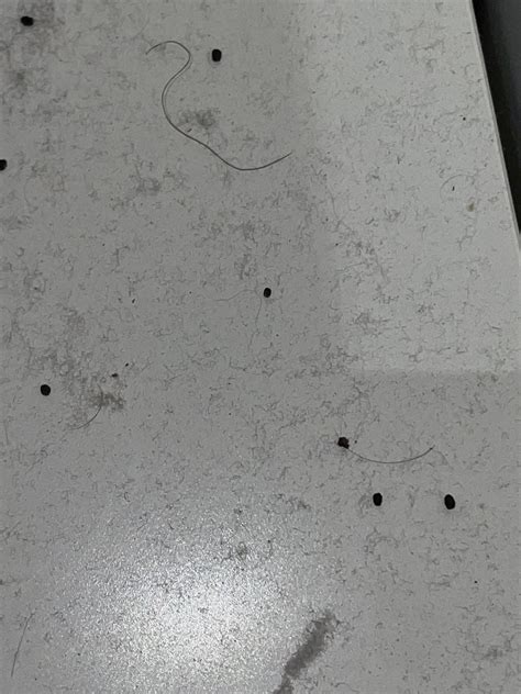 Could This Be Cockroach Poop Rwhatisthisbug