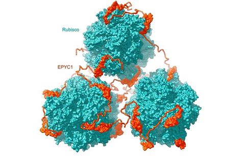 Scientists Solve The Mystery Behind An Enigmatic Organelle The Pyrenoid