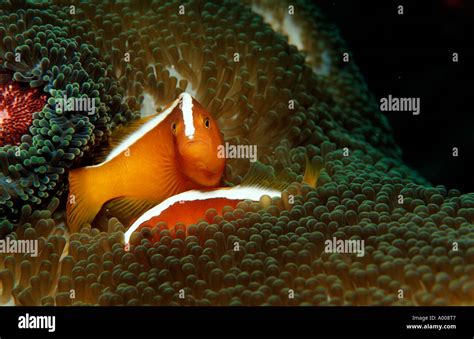 Skunk Anemonefish Amphiprion Dandaracinos Indonesia Wakatobi Dive