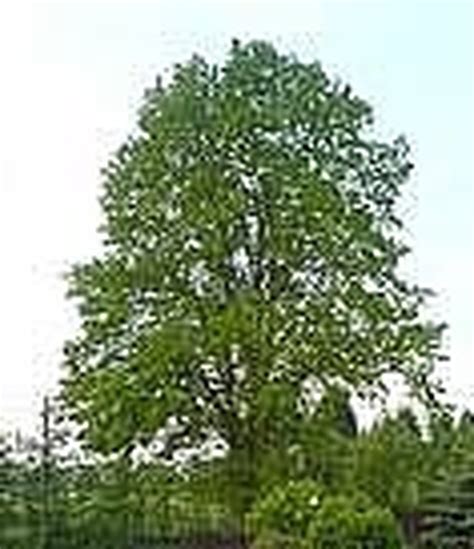 How To Make Trees Grow Faster How To Make Trees Grow Faster