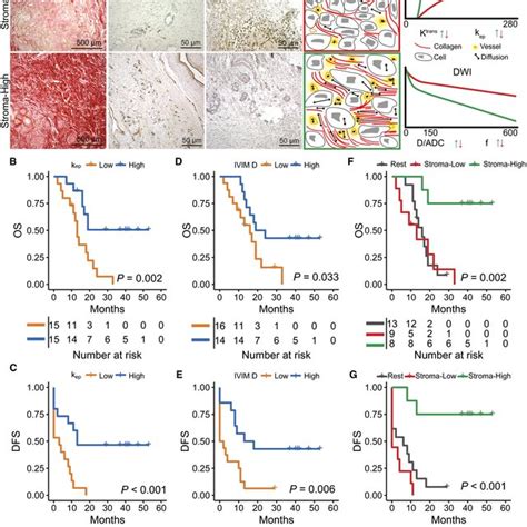Correlations Between Histology And Quantitative Mri‐derived Parameters Download Scientific