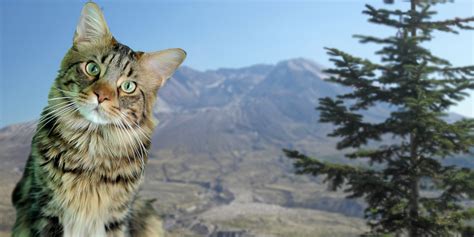 Explaining Homogeneous Coordinates And Projective Geometry — Tom Dalling