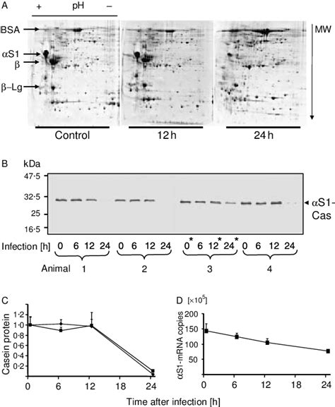 Qualitative And Quantitative Determination Of Casein Synthesis And Download Scientific Diagram