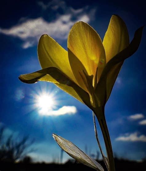 ვალდორფის სკოლის მე 10 კლასი