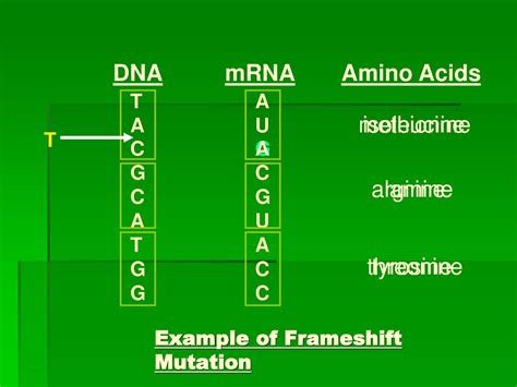 Changes In DNA That Affect Genetic Information Ppt Download