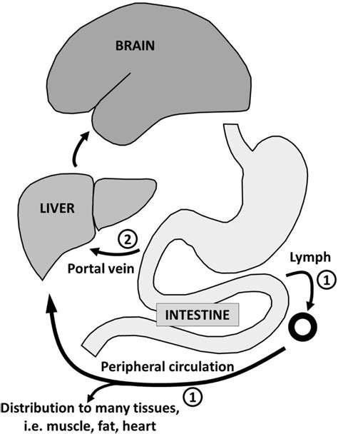 Absorption Of Long Chain Fatty Acids Takes Place In The Intestine