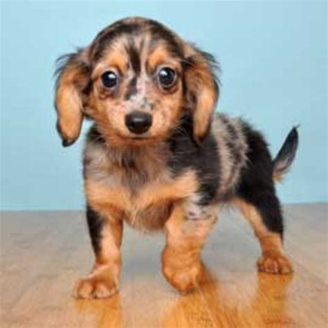 Long Haired Chihuahua Vs Chiweenie Breed Comparison