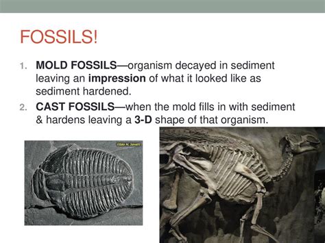 What Is The Evidence That All Life Evolved From A Common Ancestor Ppt Download What Is The Evidence That All Life Evolved From A Common Ancestor Ppt Download