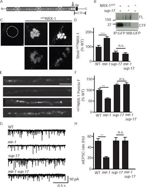 Retrograde Synaptic Inhibition Is Mediated By α Neurexin Binding To The α2δ Subunits Of N Type