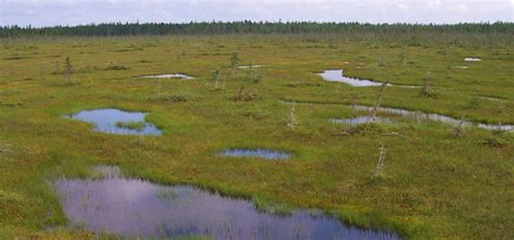 Bogs Wetland