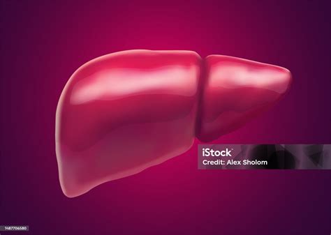 인간의 간 3d 벡터 건강과 의학 3차원 형태에 대한 스톡 벡터 아트 및 기타 이미지 3차원 형태 간염 건강관리와 의술 Istock