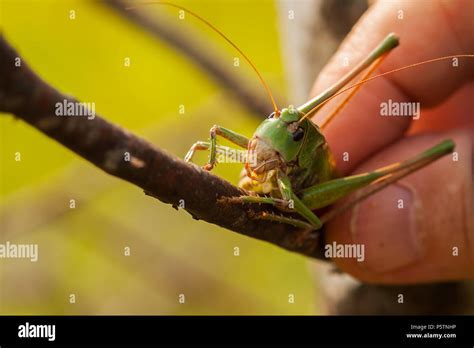 Grasshopper Allowed To Touch His Body Hand Grasshopper Spread Bait