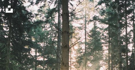 숲 속의 나무 사이로 태양이 빛나고 있습니다 사진 Unsplash의 무료 배경 이미지