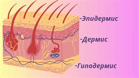 Арьсны эрхтэн тогтолцоо Анатоми Youtube