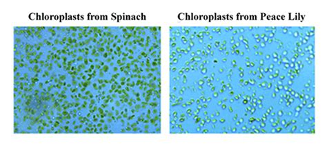 Minute Intact Plant Chloroplast Isolation Kit