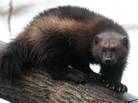 A Wolverine Was Seen Outside Of Its Normal Range For The First Time In