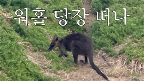 1년간 호주워홀 1분만에 끝내는 영상 Youtube