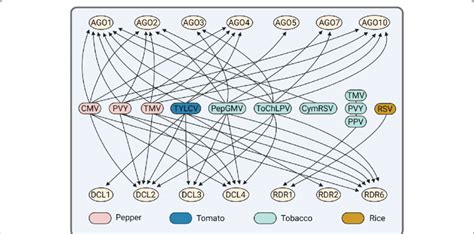 Different Host And Virus Lead To Diverse Rnai Components Expression