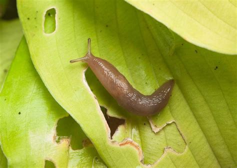 Rat Lungworm Outbreak In Hawaii