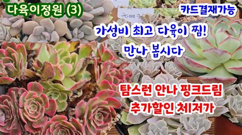 다육이정원 3 가성비 최고의 다육이들 이렇게 착해져 신나쥬~ 에오니옴 추가할인 Youtube