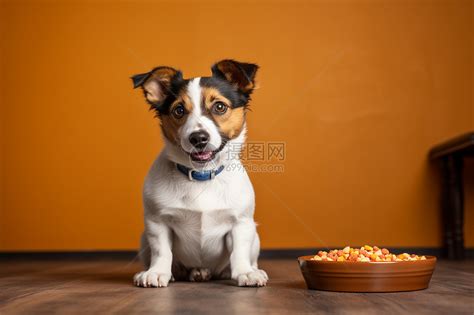 家庭喂养的宠物狗狗高清图片下载 正版图片600565610 摄图网 家庭喂养的宠物狗狗高清图片下载 正版图片600565610 摄图网