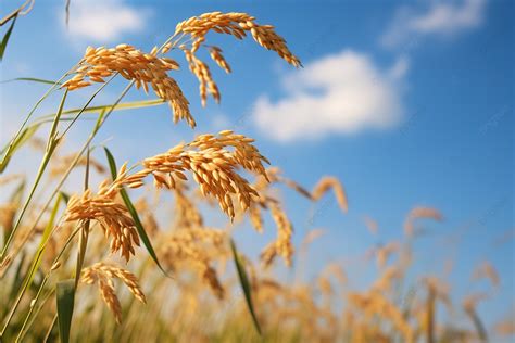 푸른 하늘을 배경으로 들판에서 자라는 벼 가을 계절 고해상 배경 일러스트 및 사진 무료 다운로드 Pngtree